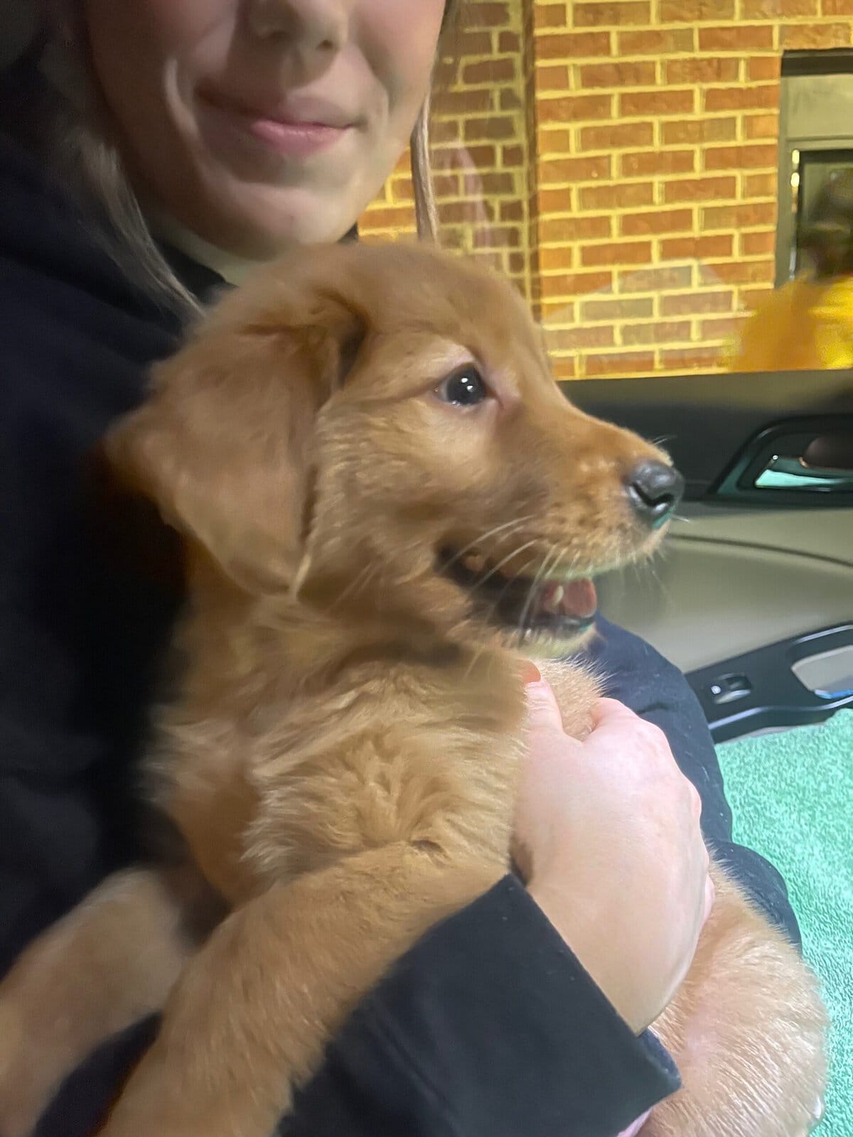 How Big Can a Golden Retriever Get: Size Guide - Retriever Advice