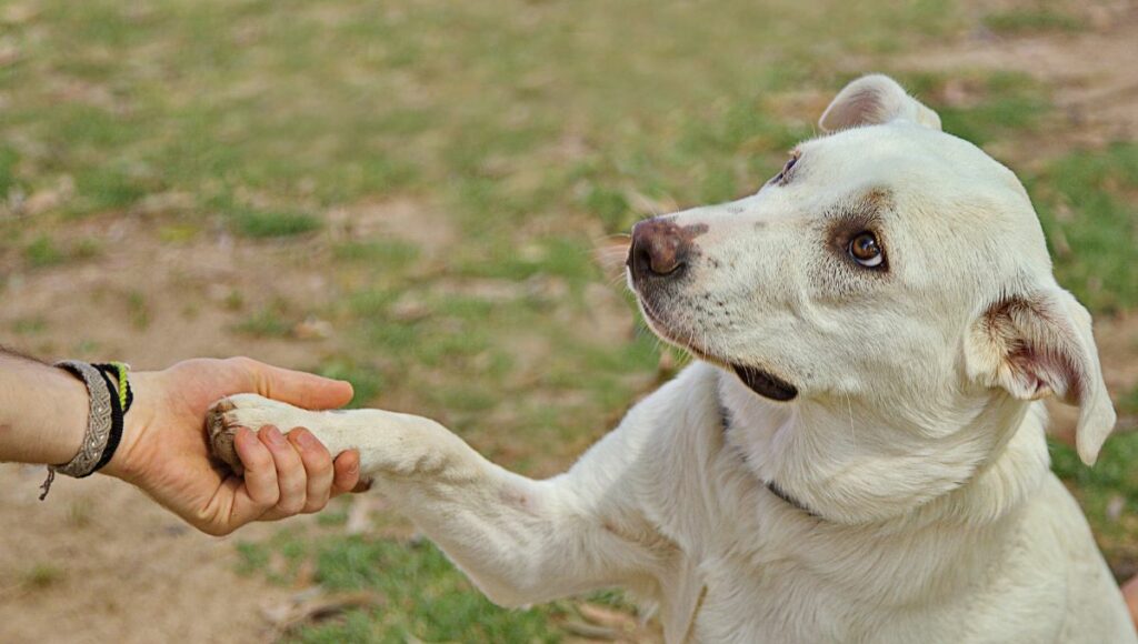 Why Is My Dog Licking His Paws? Reasons, Remedies, and Relief ...